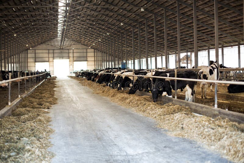 Farm with lots of cows stock image. Image of livestock - 49141147