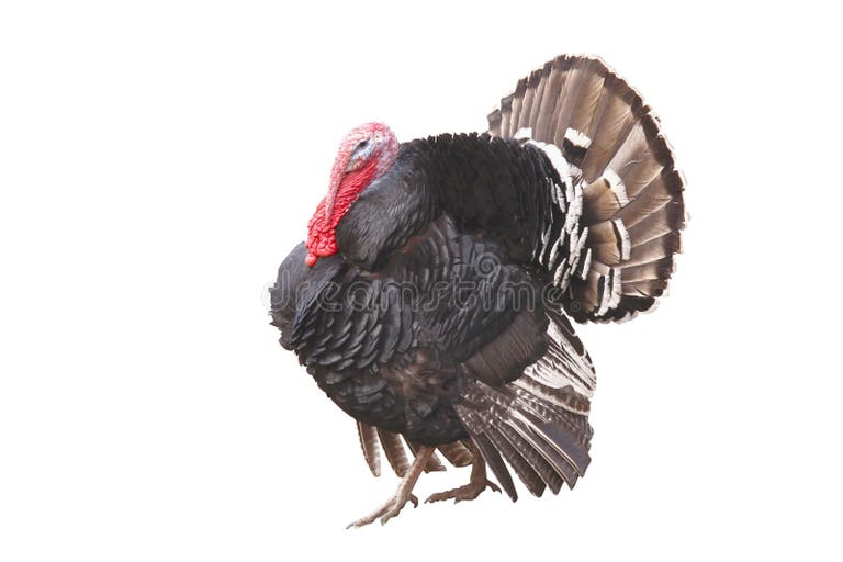 Farm male turkey stock image. Image of head, turkey, male - 13963373