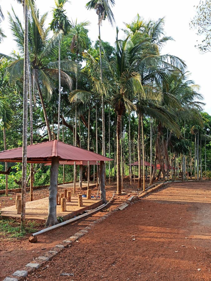 Farm Mango Coconut Shade Nature Beauty Stock Photo - Image of coconut ...