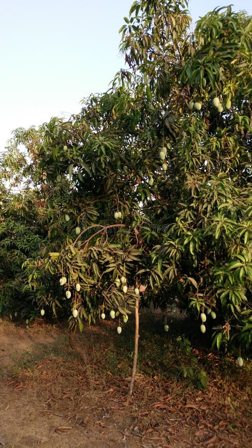 FARM of MANGO stock photo. Image of mango, tree, care - 125489834