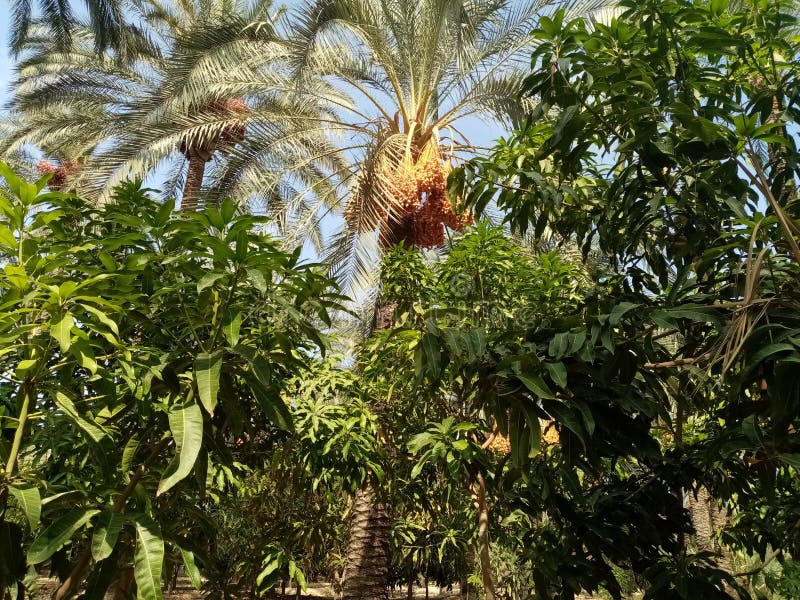 Masoud Zaitoun (Saeedzizo19) - Photographer profile