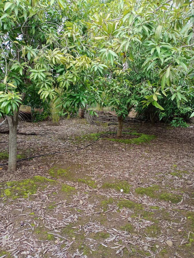 Farm of Mango Trees in India Stock Image - Image of type, indians ...