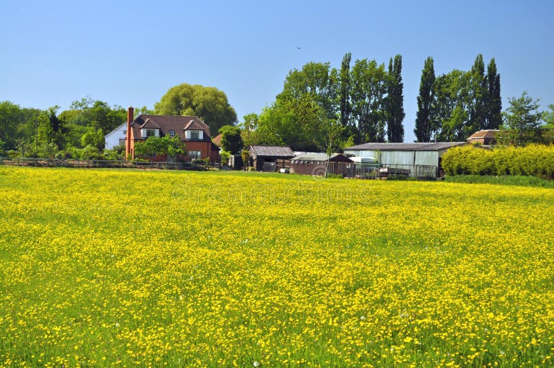 A farm in a meadow stock photo. Image of grow, grassland - 14426274