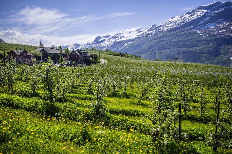 A Farm in the Middle of Apple Trees Field Stock Photo - Image of norway ...