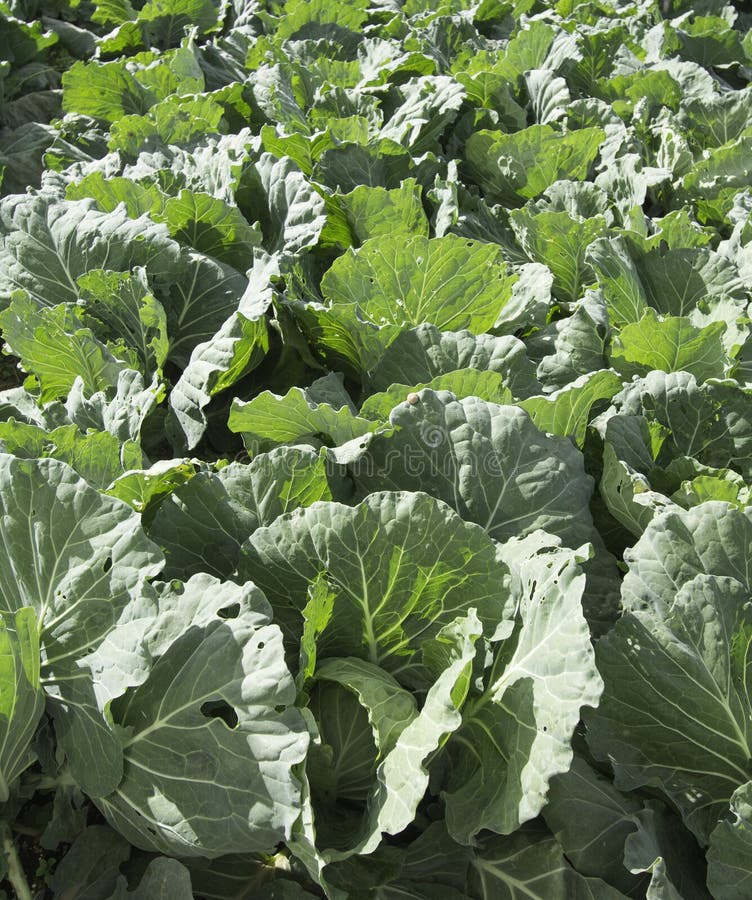 Farm Mountain Cabbage, Cabbage Head in a Garden Stock Photo - Image of ...
