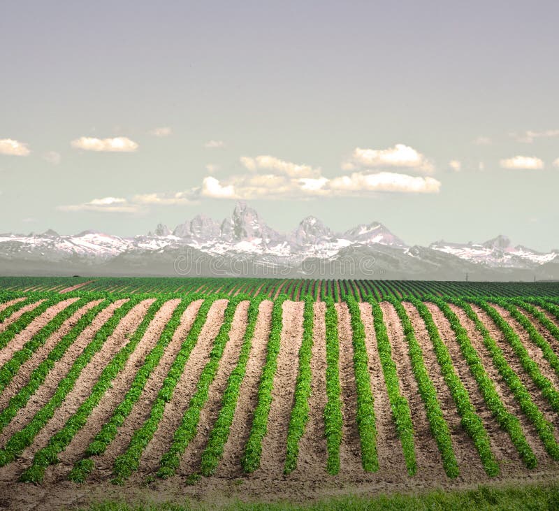 Farm and Mountains stock illustration. Illustration of field - 23067659