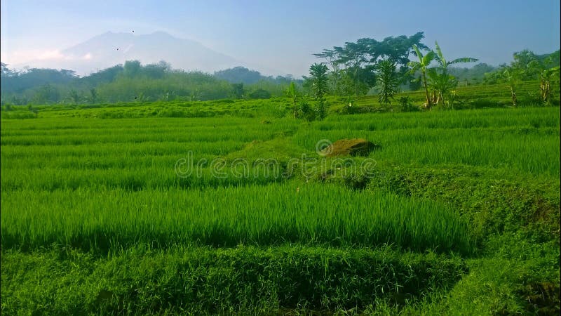 Farm in the My Country is Beautiful Day Nice Stock Photo - Image of ...