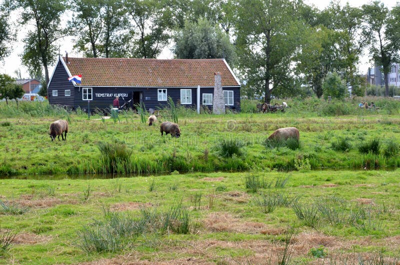 Farm in Netherlands editorial stock photo. Image of outdoor - 91825533