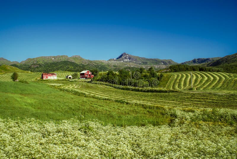 Farm in Norway stock image. Image of green, rural, beautiful - 49475561
