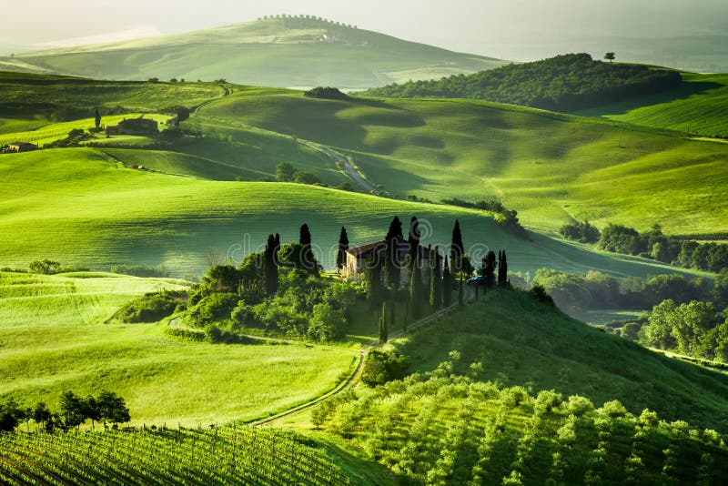 Farm of Olive Groves and Vineyards Stock Image - Image of country, hill ...