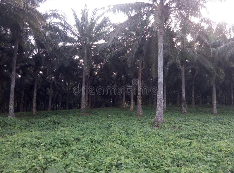 Farm stock photo. Image of great, palm, farm, nice, plantation - 128010304