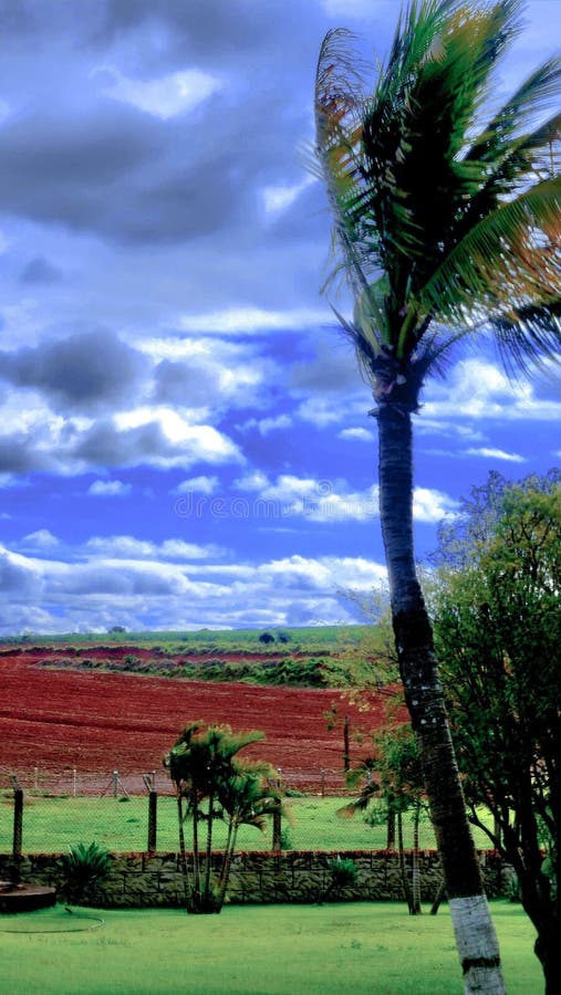 Farm with palm tree stock image. Image of summer, agriculture - 355066915