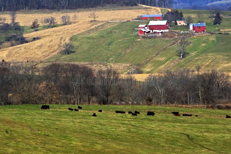 Farm and pasture stock photo. Image of cattle, trees - 25333418
