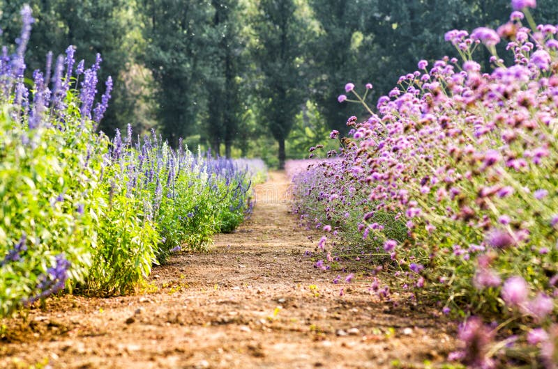 Farm Path between Bright Flower Lawns Stock Photo - Image of farm, land ...