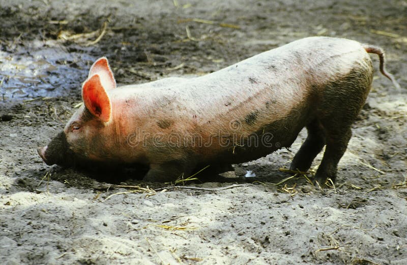Farm pig stock image. Image of dirt, rural, soil, piglets - 115219
