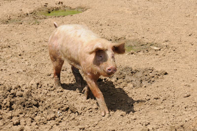Farm Pig Picture. Image: 9511724