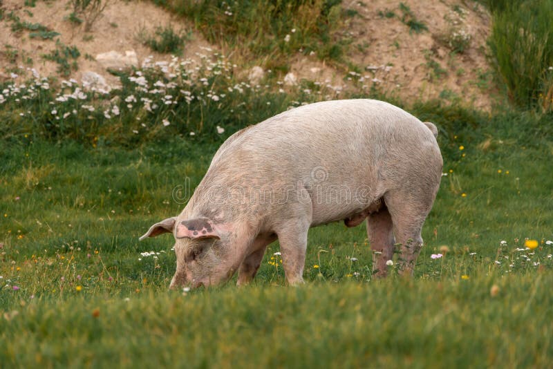Farm Pig Eating Grass on a Field Stock Photo - Image of meadow, animal ...