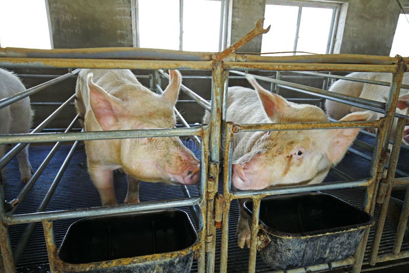 The farm pigs stock photo. Image of growth, hungry, northern - 242988858