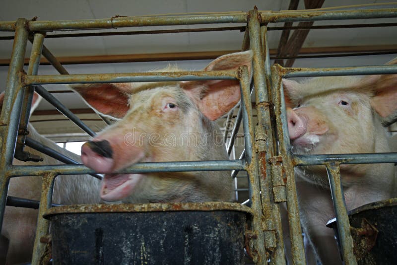 The farm pigs stock photo. Image of seed, cultivation - 242988870