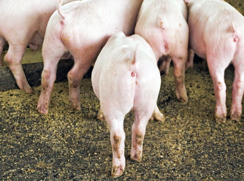 Rear End of Pigs on Pink Background Stock Photo - Image of mammal ...