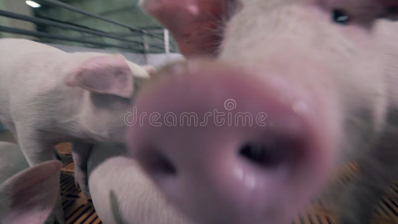 Farm Pigs are Resting and Sniffing the Camera. Modern Pig Farm with ...