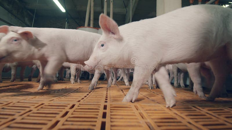 Farm Pigs are Resting and Sniffing the Camera. Modern Pig Farm with ...