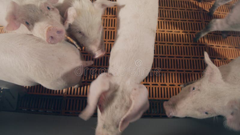 Farm Pigs are Sniffing Each Other in the Cote Stock Video - Video of ...