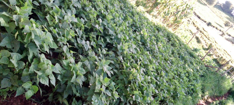 A Farm of Planted Peas with Maize Stock Photo - Image of farm, planted ...
