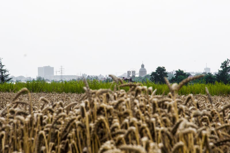 Polish Farm And Fields Of Wheat Stock Photo - Image of cottage, around ...