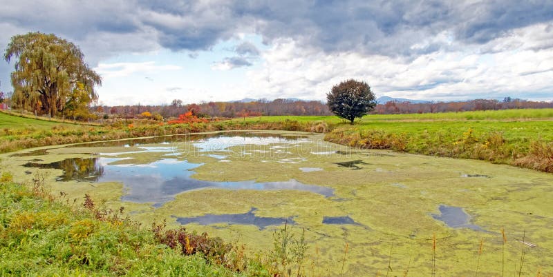 Farm Pond Covered with Green Algae in Fall Under Storm Threatening Grey ...