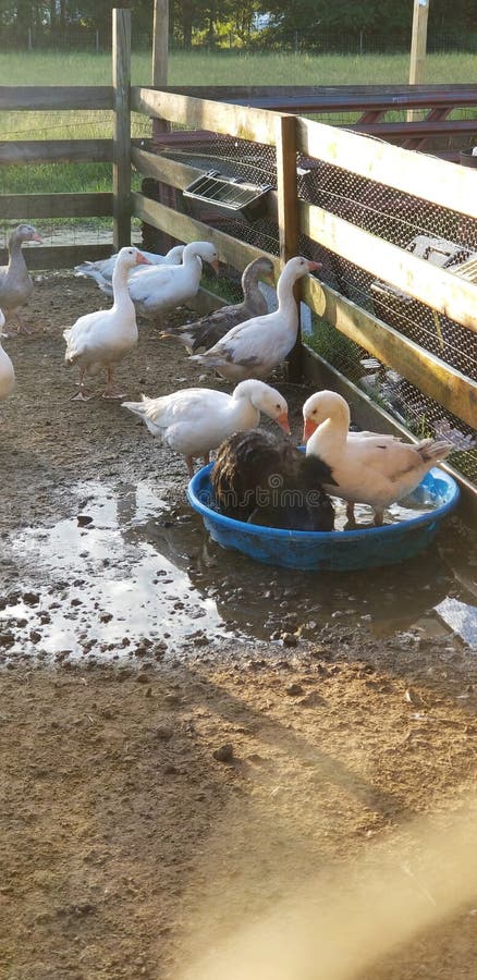 Farm Pool Crowded Emu Geese Water Stock Photo - Image of farm, crowded ...