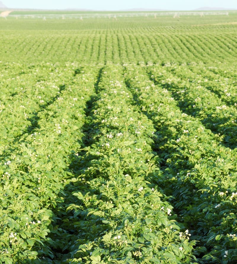 A Farm Field Growing Idaho Potatoes. Stock Photo - Image of furrows ...