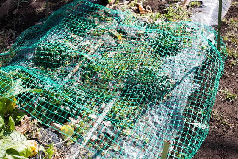 Farm Products Protected by a Green Plastic Net from Birds Stock Image ...
