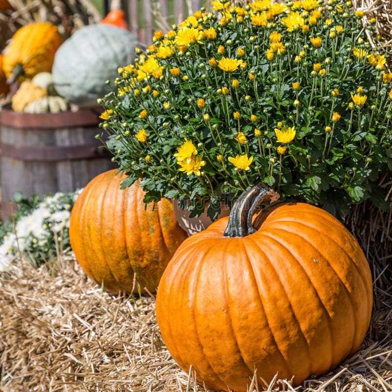 Pumpkin Display stock image. Image of retail, scarecrow - 11249419