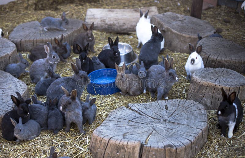 Farm Rabbits stock image. Image of main, yard, fence - 45161553