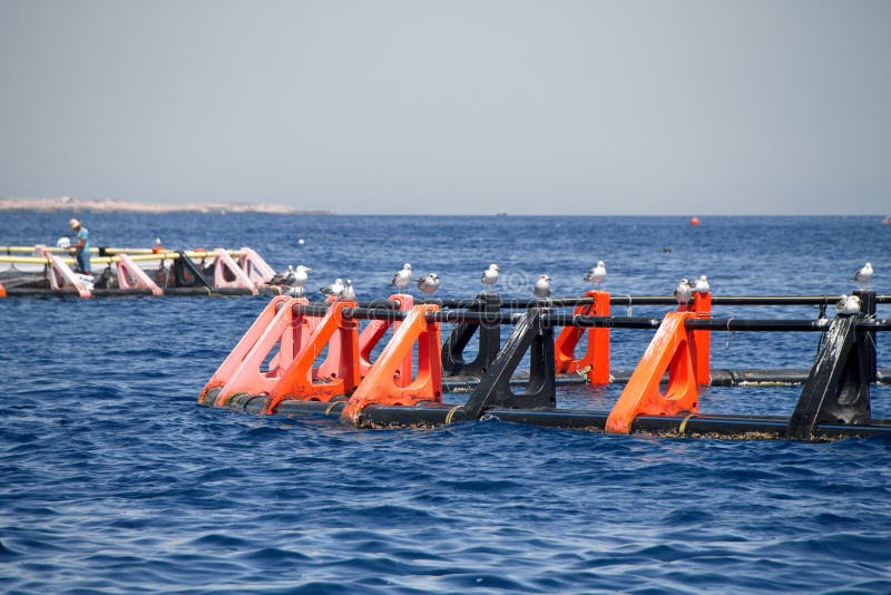 Farm raised fish stock photo. Image of summer, landscape - 97096674
