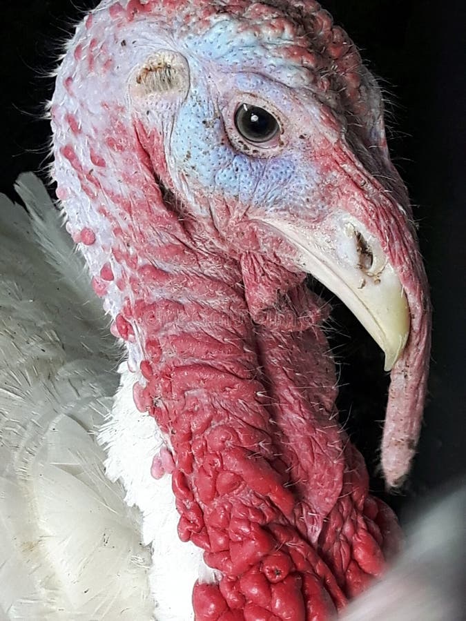 Farm Turkey stock image. Image of friendly, wildlife - 104428059