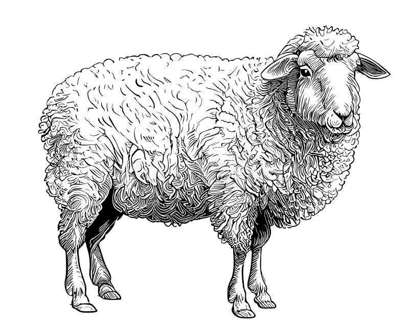Farm Ram Sheep Hand Drawn Sketch Vector Illustration Stock Illustration ... Farm Ram Sheep Hand Drawn Sketch Vector Illustration Stock Illustration ...