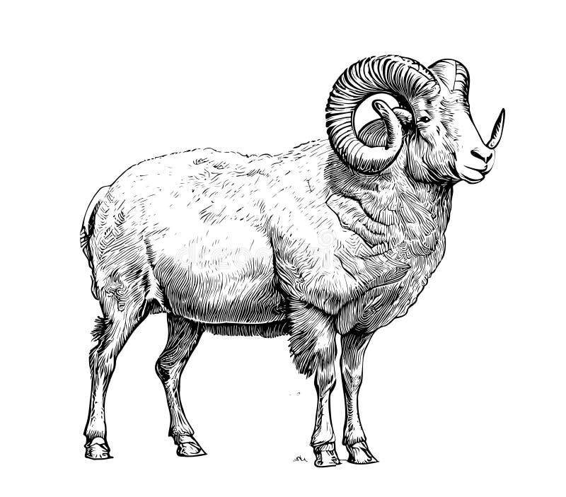 Farm Ram Sheep Sketch Hand Drawn Side View Farming Stock Vector