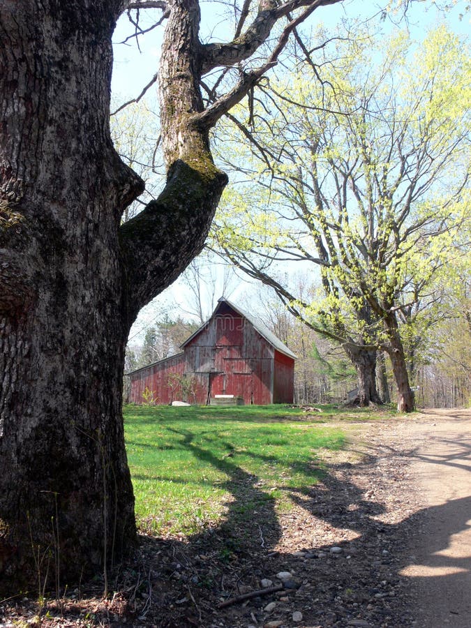 Farm: Red Barn with Spring Maples Stock Image - Image of lane, shadows ...