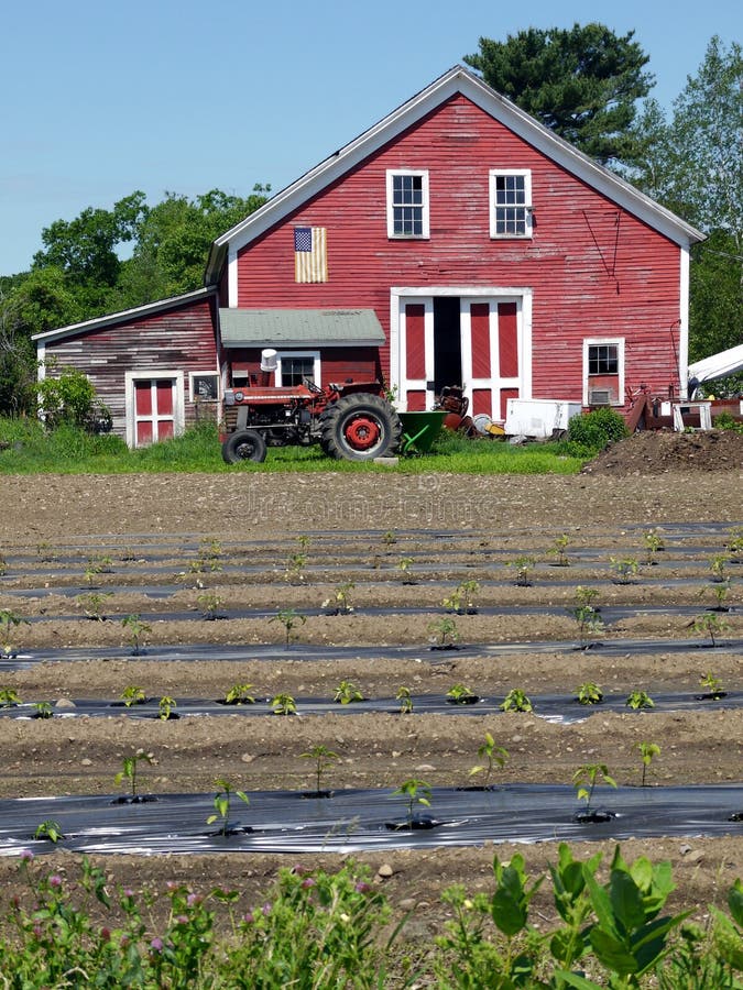 Farm: Old Red Barn with Hay Bales Stock Photo - Image of fall, bale ...