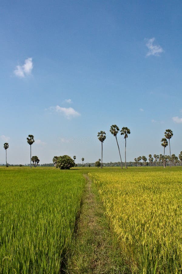 Farm of rice stock image. Image of palm, tree, rice, summer - 14087277