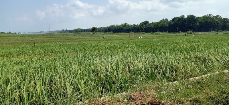 A farm of rice stock image. Image of soil, wetland, grass - 222245233