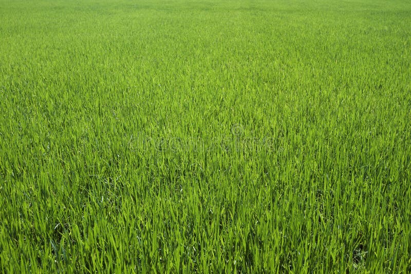 Farm rice background stock photo. Image of rural, cereal - 40854732
