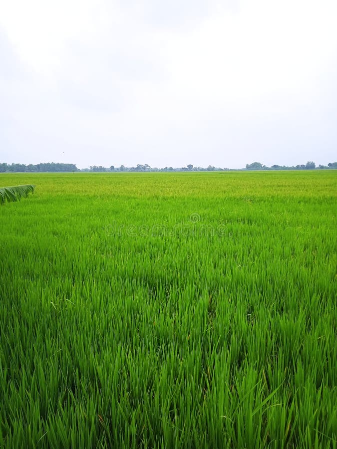 Farm for Rice stock image. Image of grassland, grass - 241378839