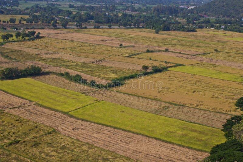 Farm Rice High View in Thailand Stock Image - Image of country ...