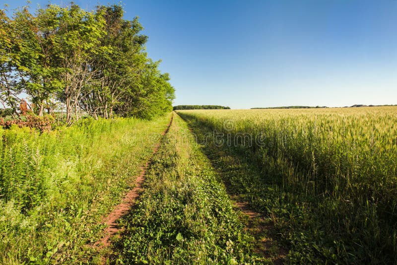 PEI Farm Rural Road stock photo. Image of forest, grass - 175558030