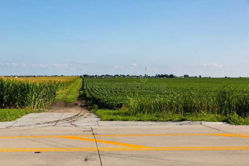 Farm Road Separates the Corn Field from the Soybean Field Stock Photo ...
