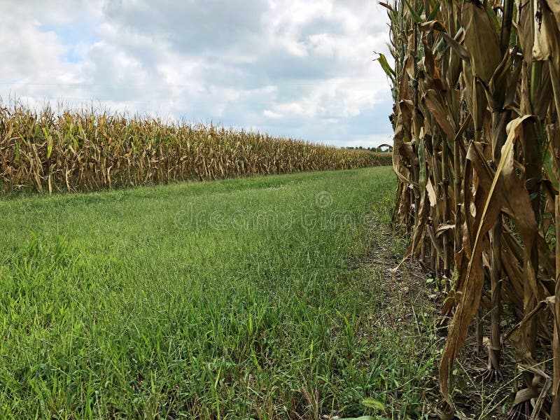 Road between Two Corn Fields Stock Photo - Image of agricultural, lined ...