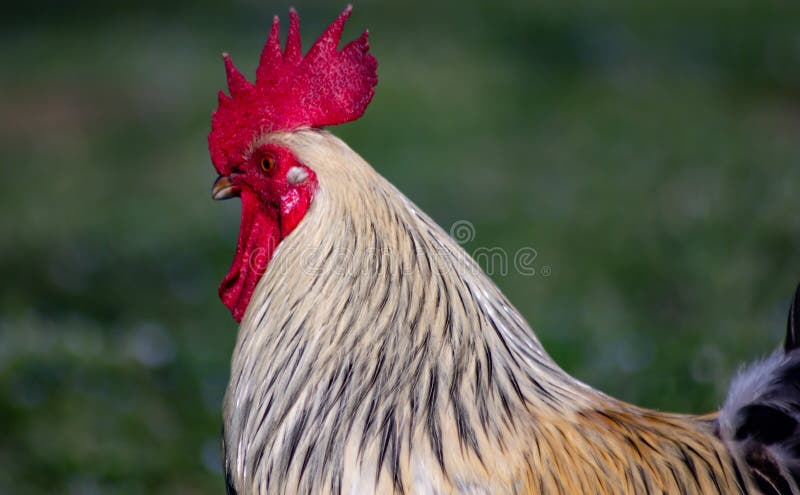 Farm Rooster with Its Beautiful Red Crest. Stock Photo - Image of farm ...